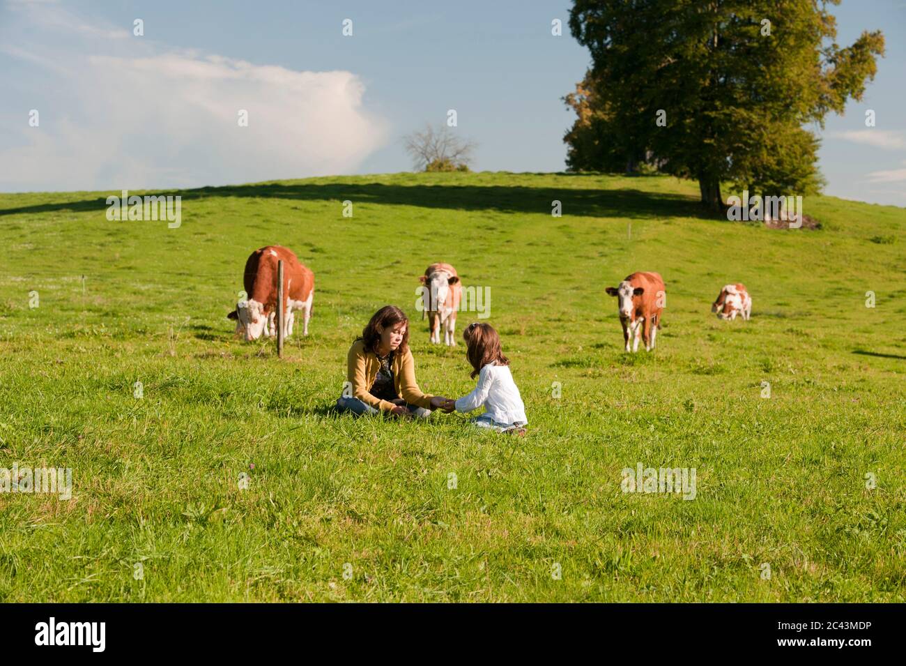 Two girls sit in a meadow with cows, Tegernsee, Bavaria, Germany Stock ...