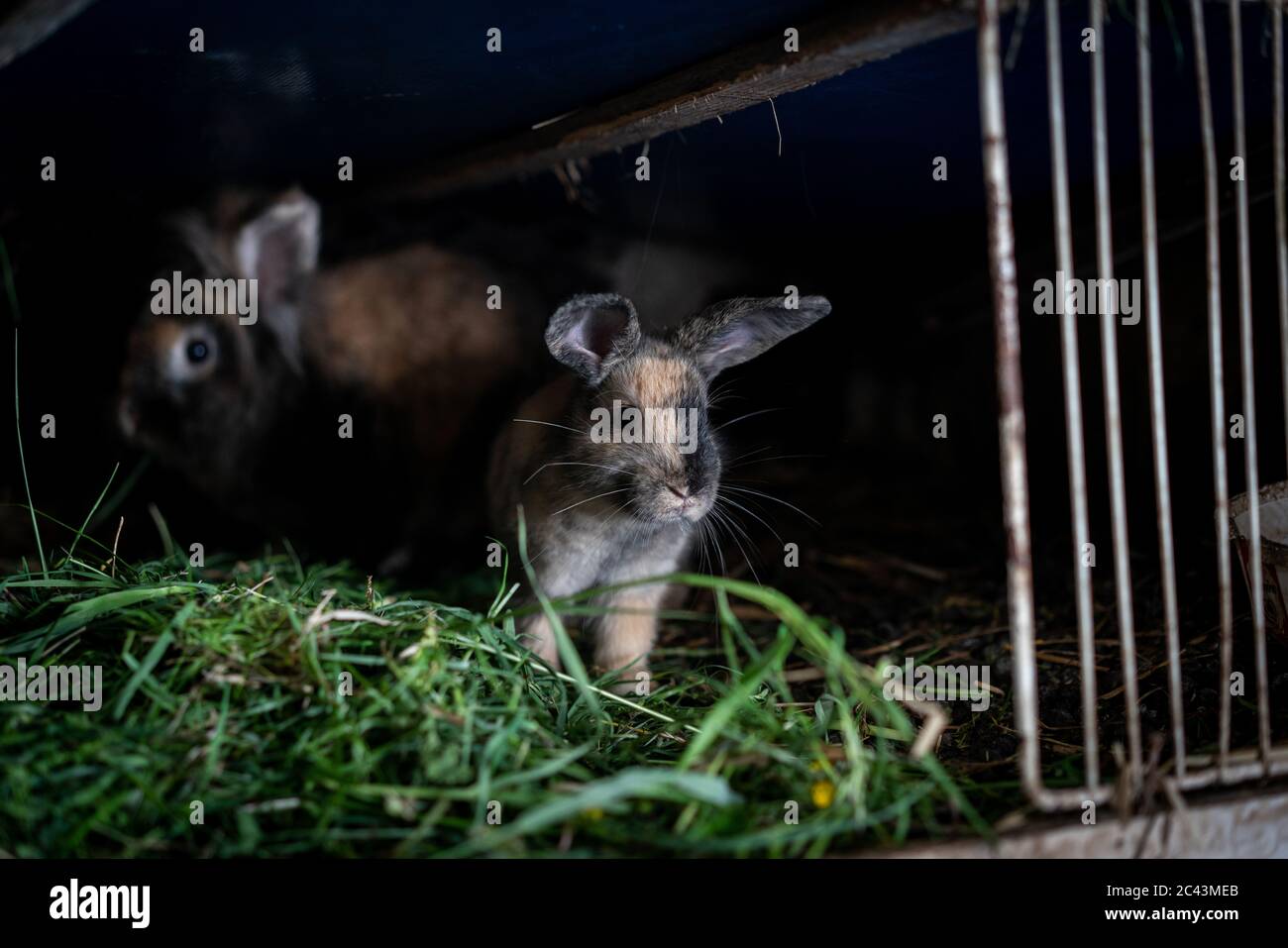 Rabbit livestock farm with animal cages Stock Photo - Alamy