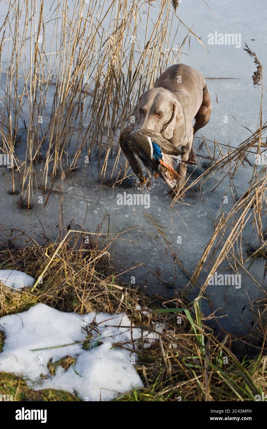 Dead dog water hi-res stock photography and images - Alamy