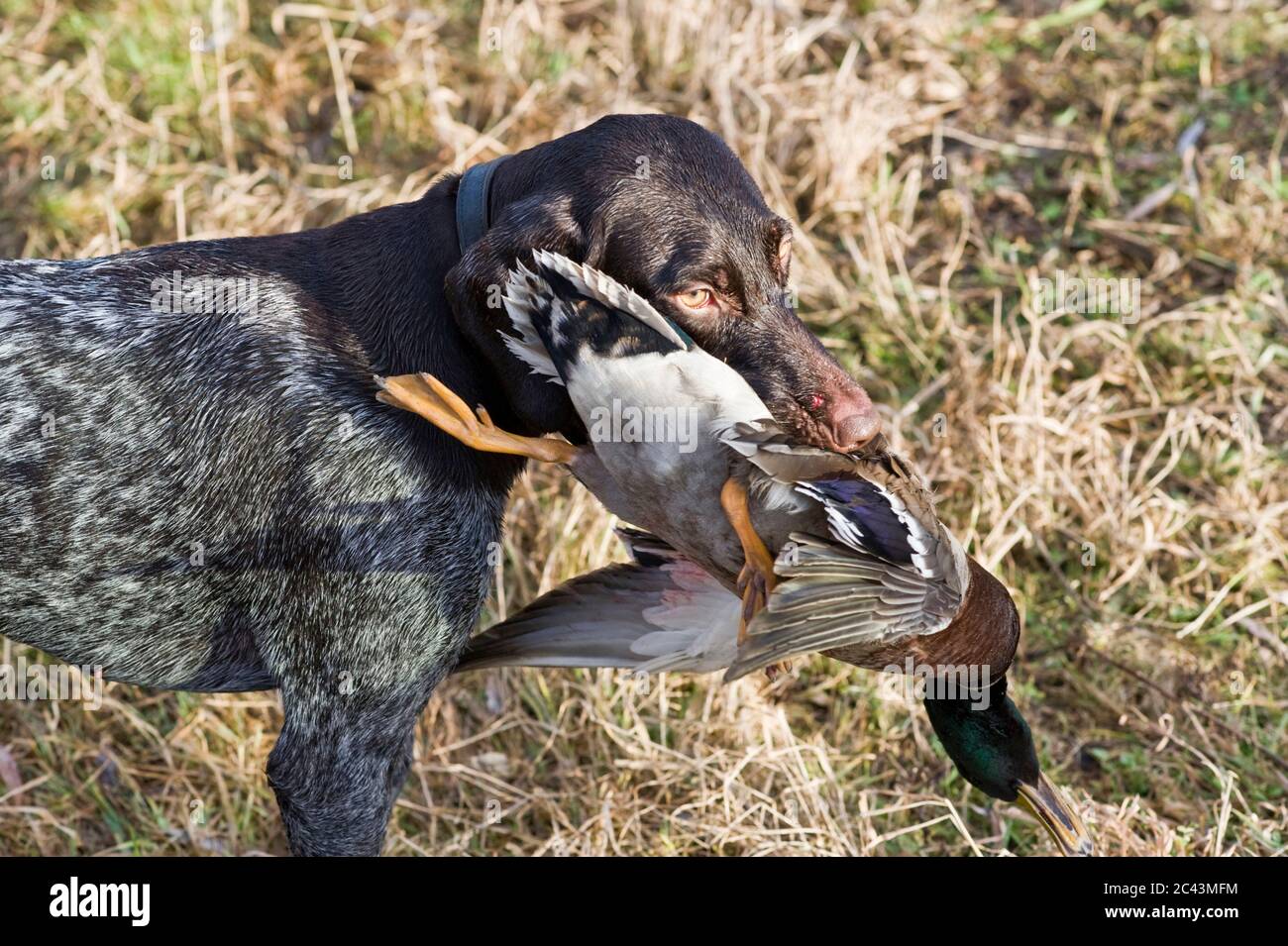 Hunting dog retrieves dead duck, Munich countryside, Bavaria, Germany ...