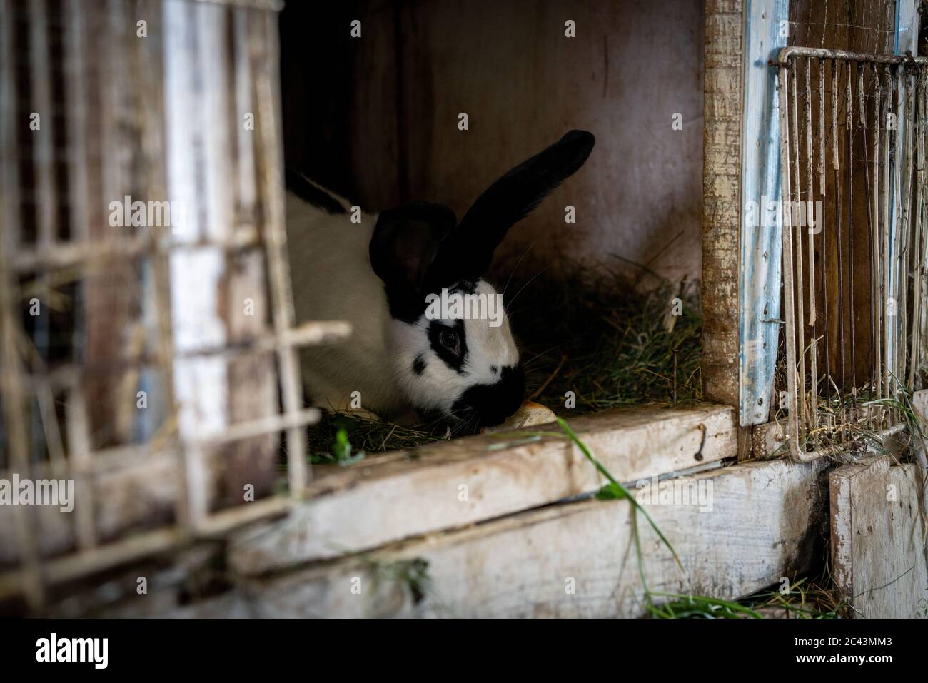 Hopping rabbits at farm hi-res stock photography and images - Alamy