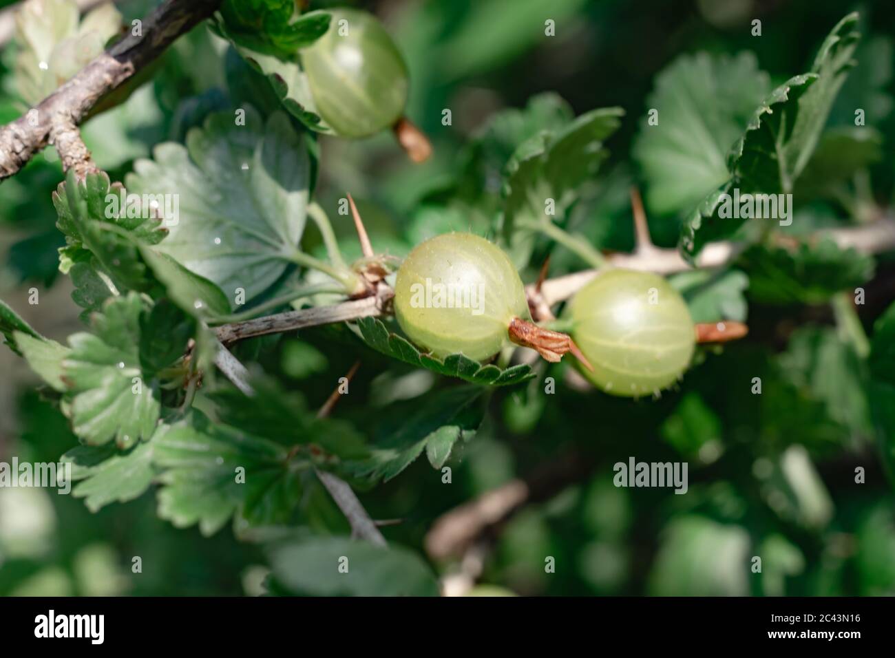 Close up of gooseberries on a gooseberry bush, on a farm Stock Photo ...
