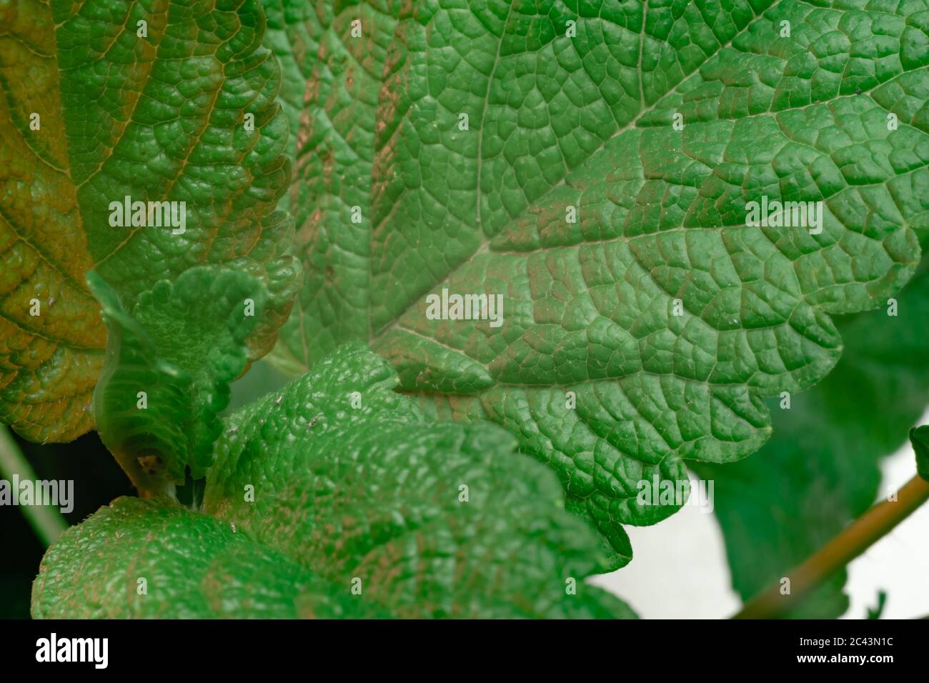 Close up Detail of a mint leaf plant. Beautiful Background pattern for ...
