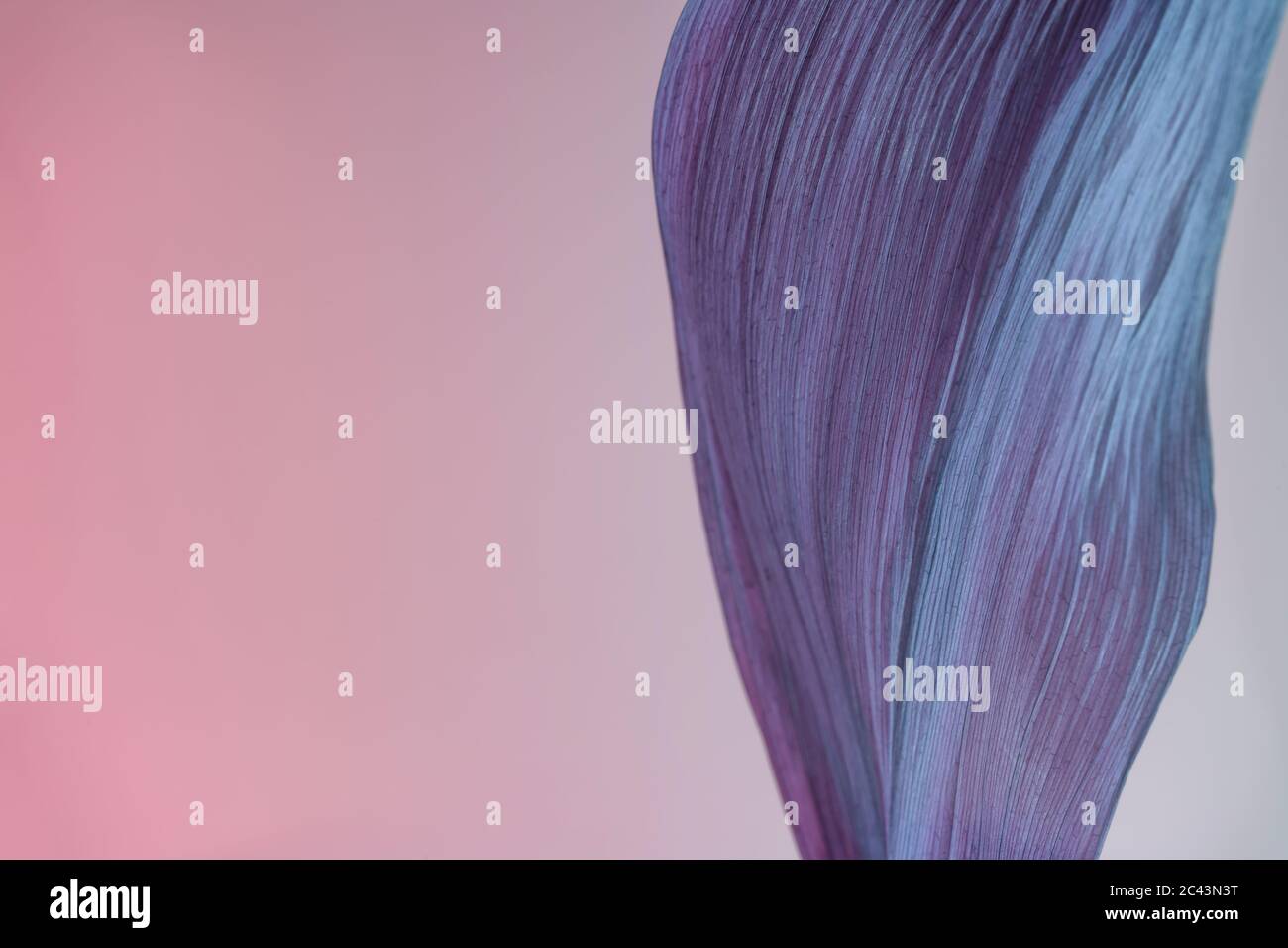 Close up Beautiful faded old leaf in neon light. Minimalism retro style ...