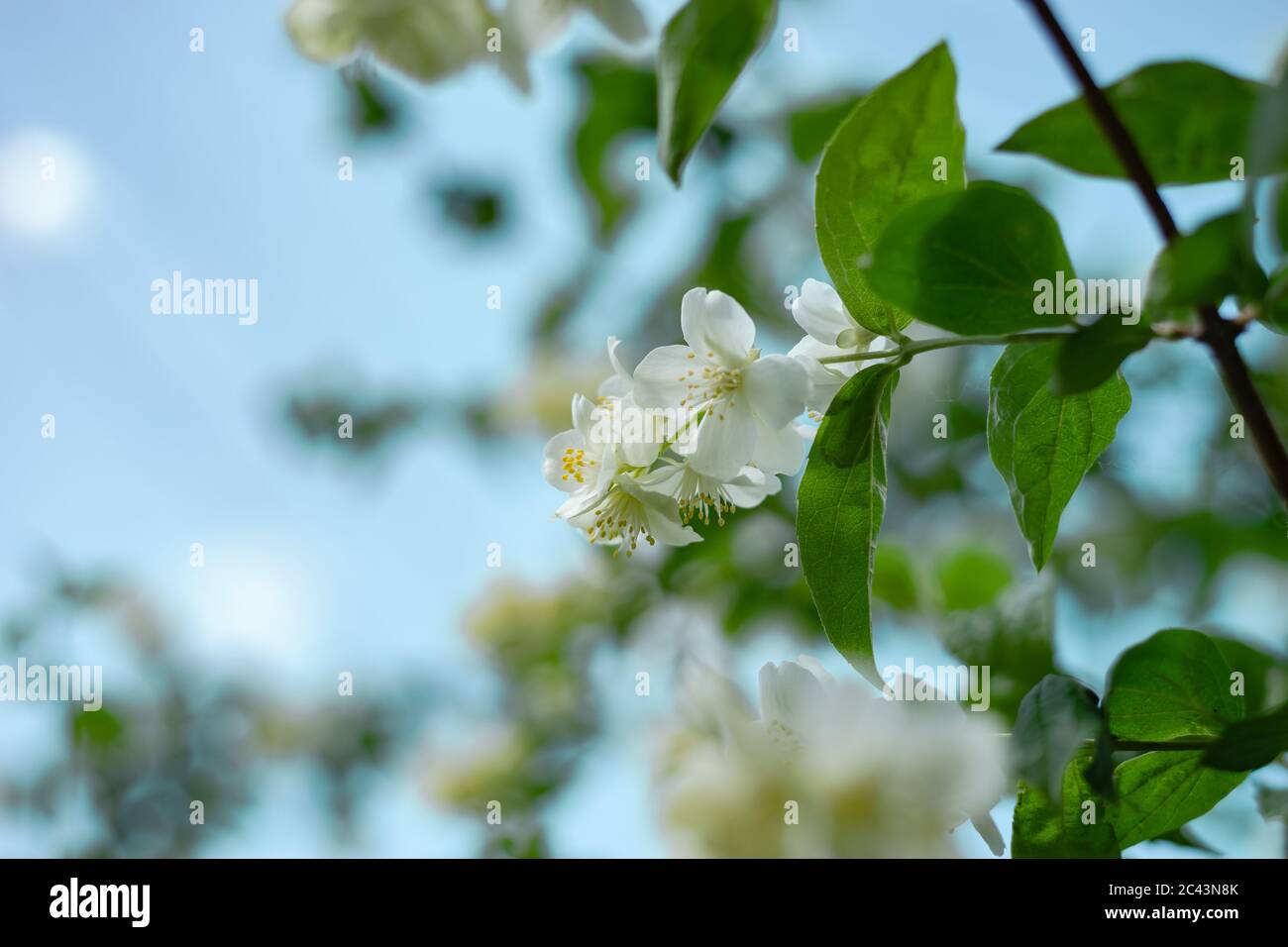 Detail of a jasmine flowers plant in the forest. Beautiful Background ...