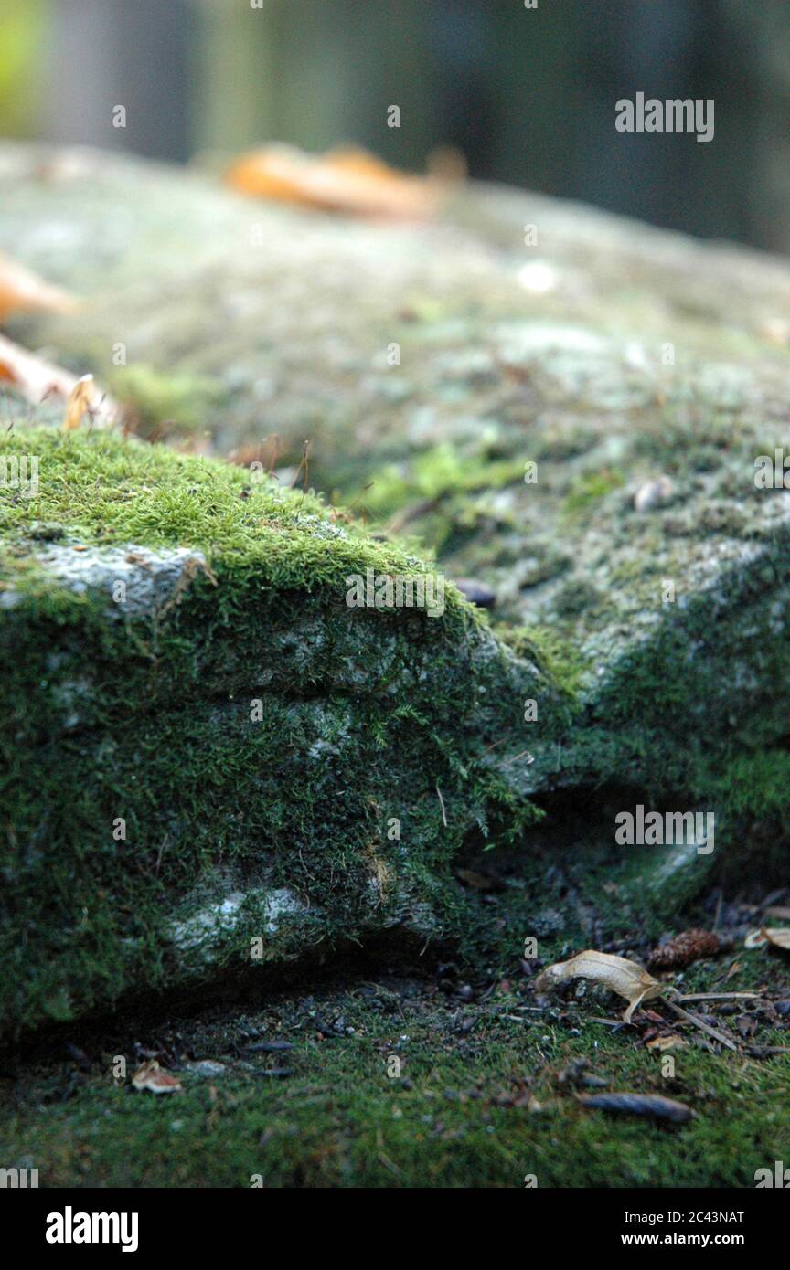 Gravestone overgrown with moss at the Südfriedhof Leipzig, Saxony ...