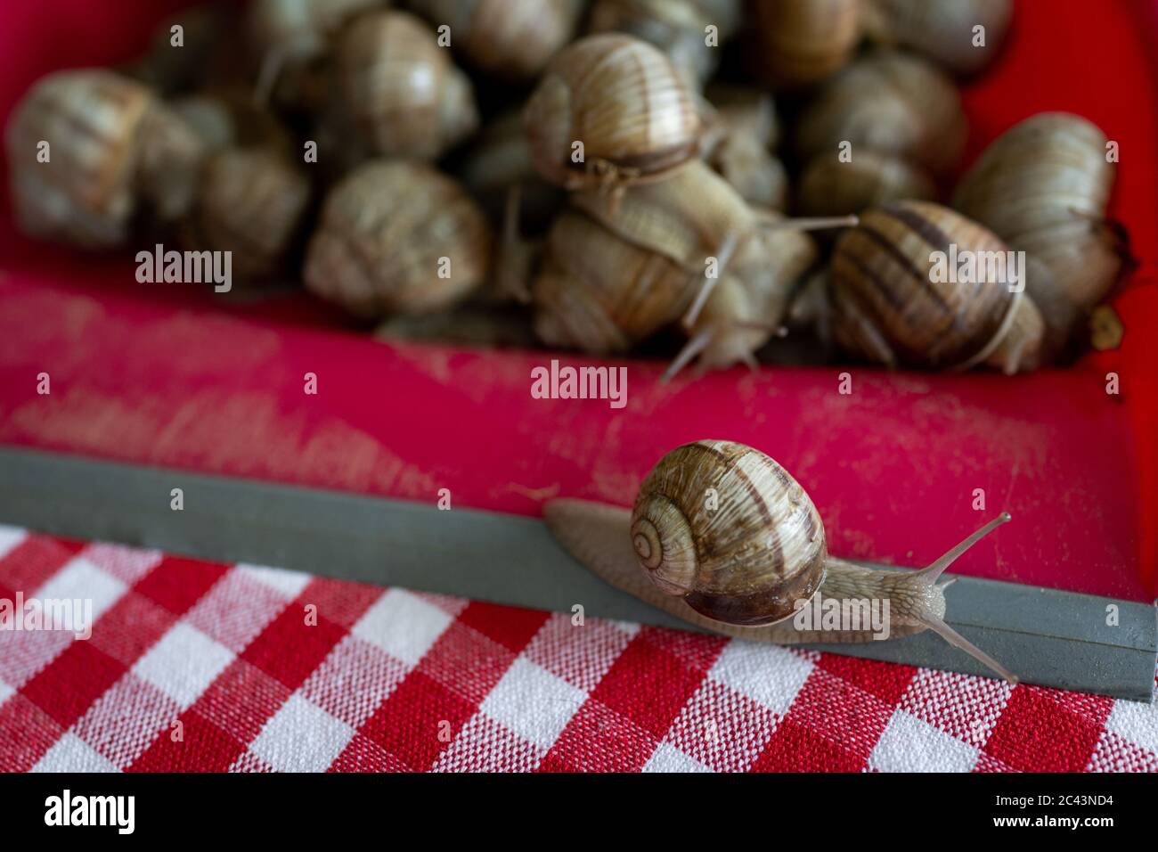 Group of snails on table Stock Photo - Alamy