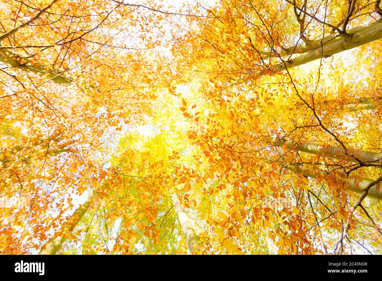 Nature outdoor forest concept. Trees in sunshine. Autumnal vegetation ...