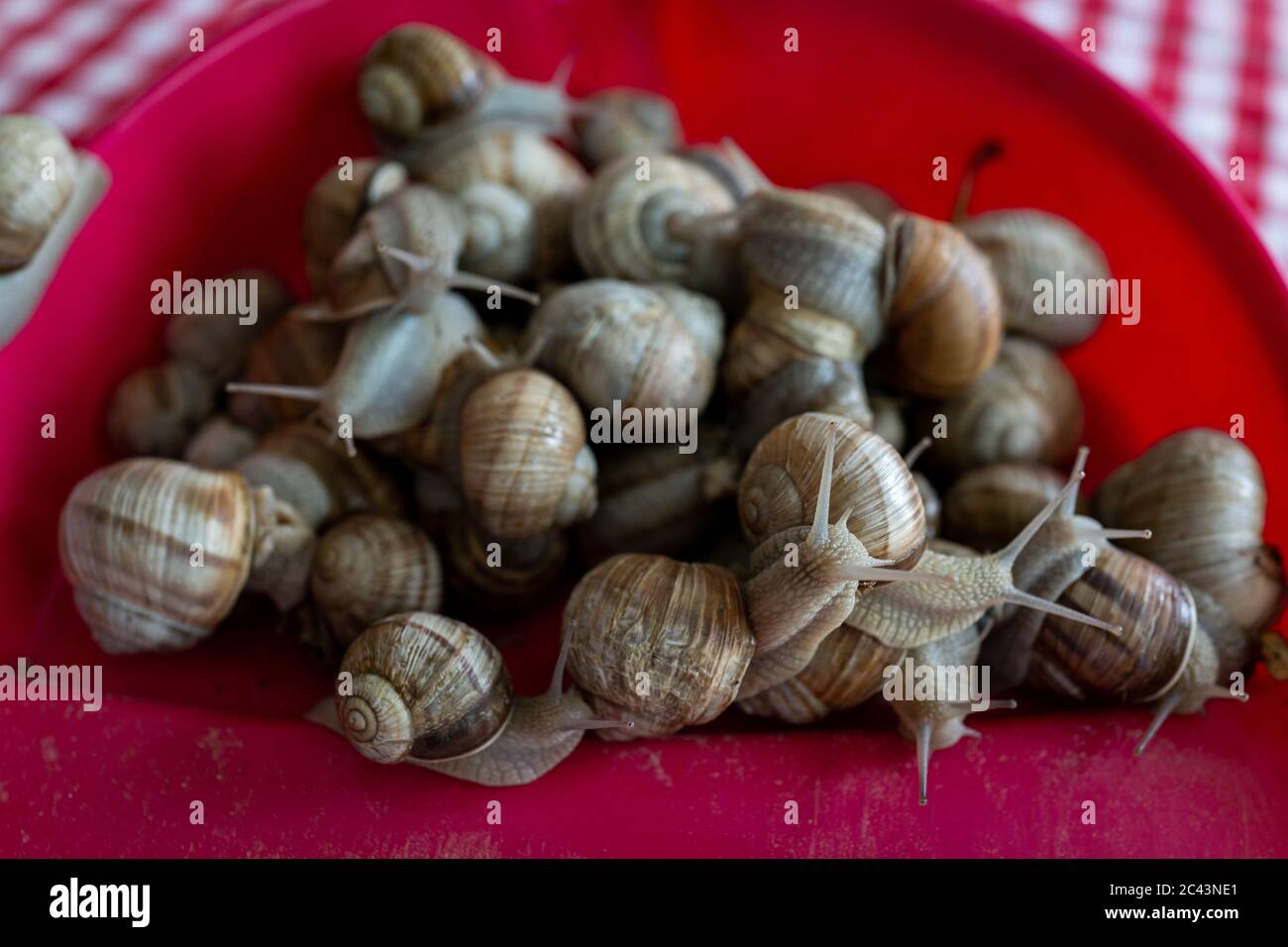 Group of snails on table Stock Photo - Alamy