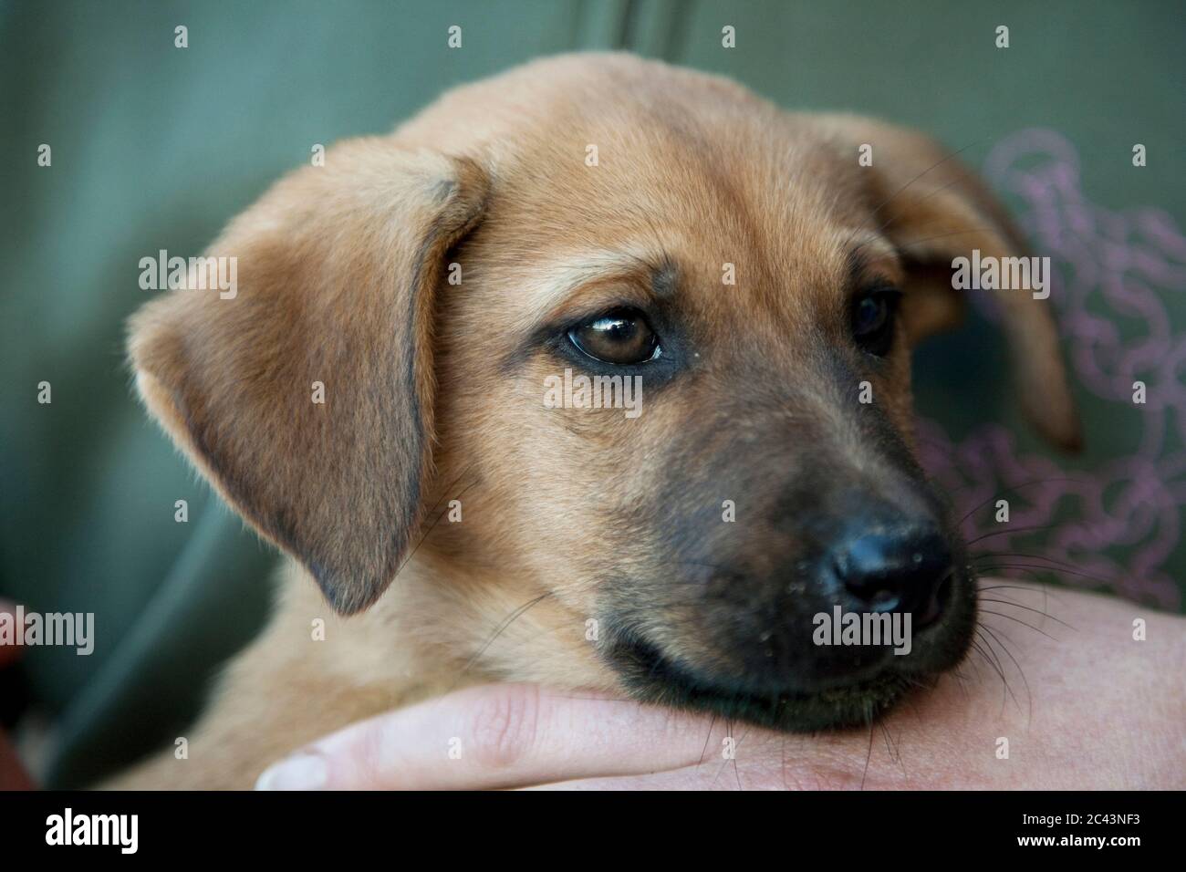 Brown dog puppy Stock Photo - Alamy