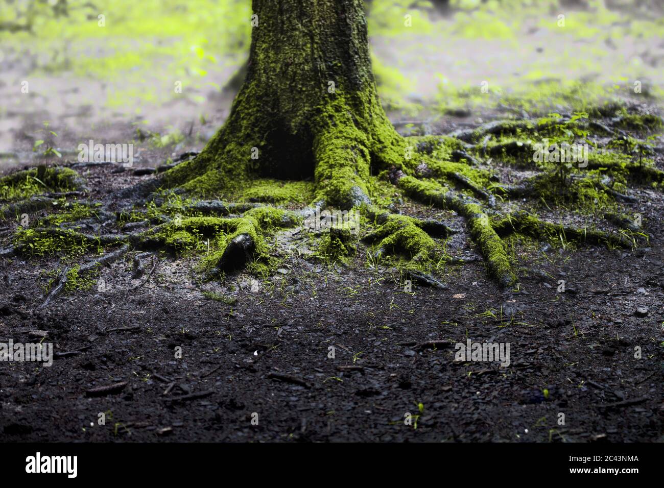 Tree with large tree roots Stock Photo - Alamy