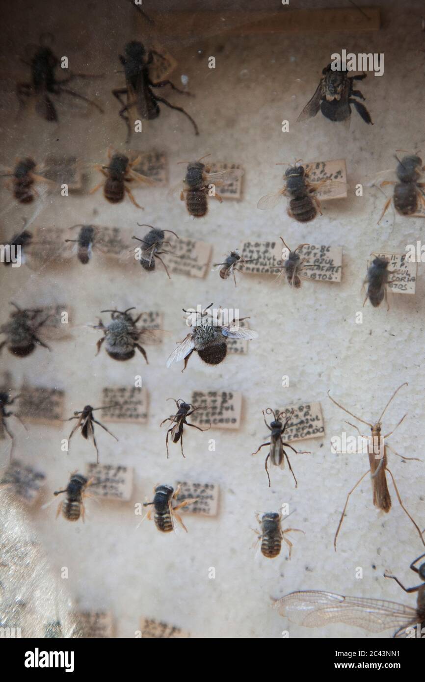 Row of flying insects hi-res stock photography and images - Alamy