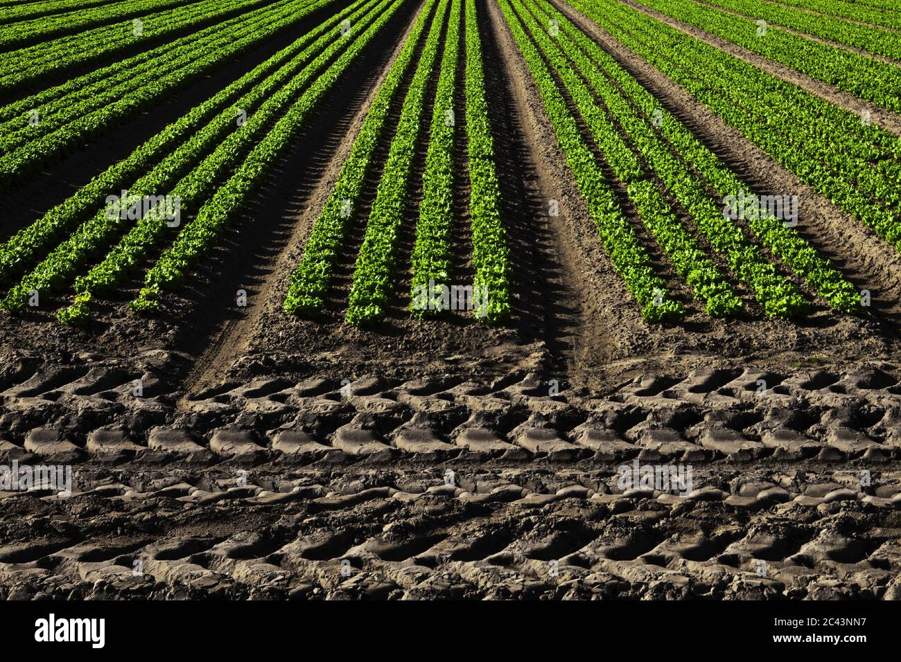 Field with green crops in rows Stock Photo - Alamy