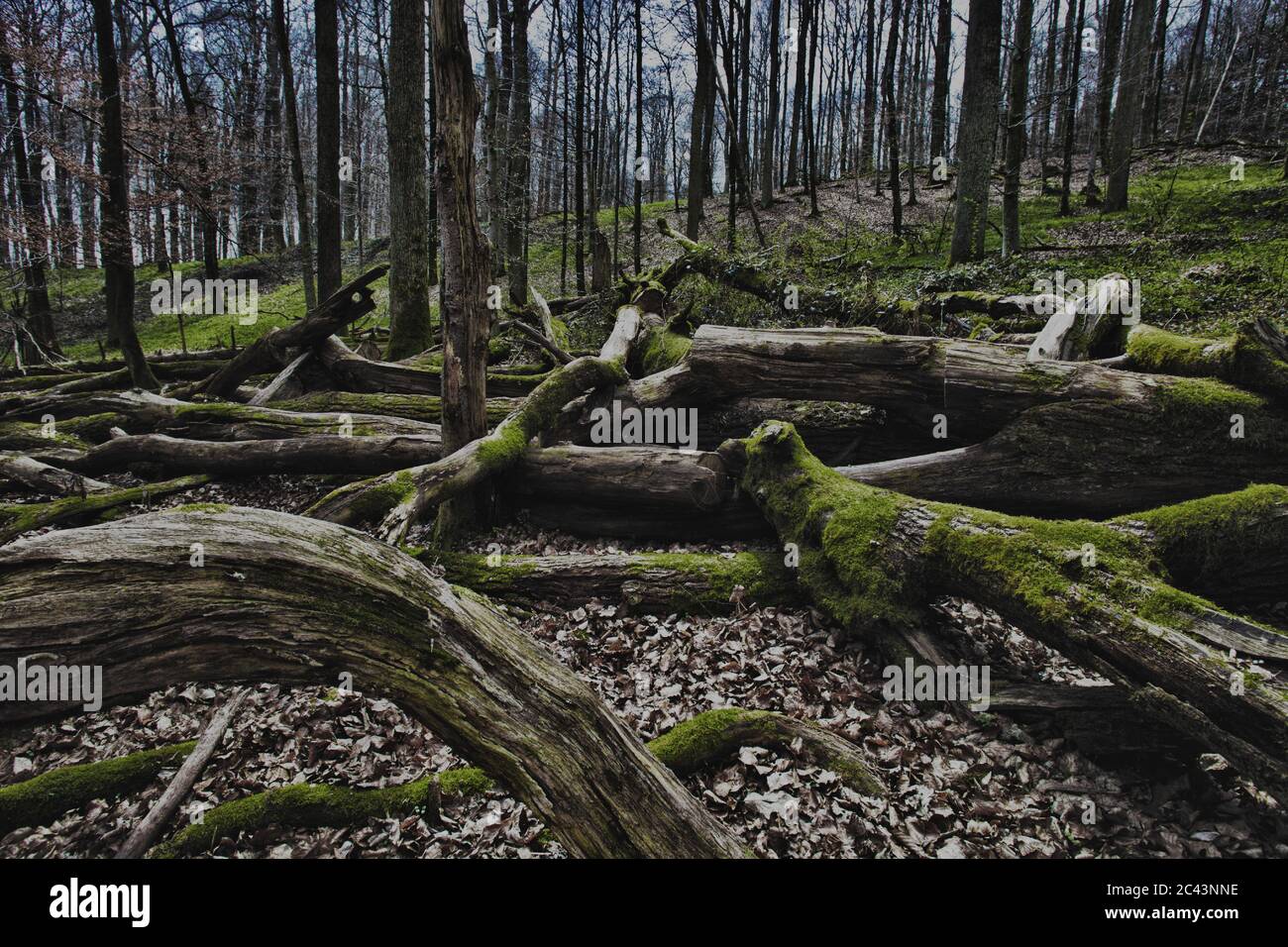 Tree trunks in the Bavarian Forest, Germany Stock Photo - Alamy
