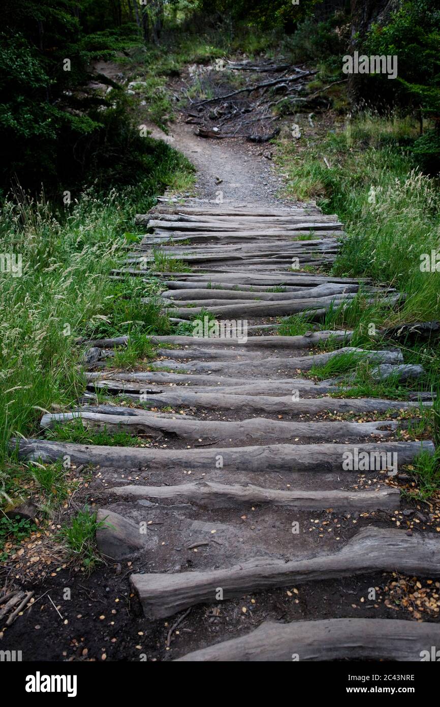 Forest path in Patagonia, Chile Stock Photo - Alamy