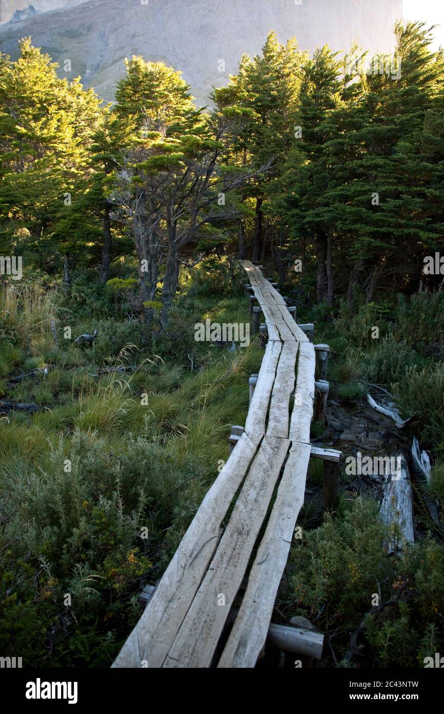 Elevated wooden path through a forest, Torres del Paine National Park ...