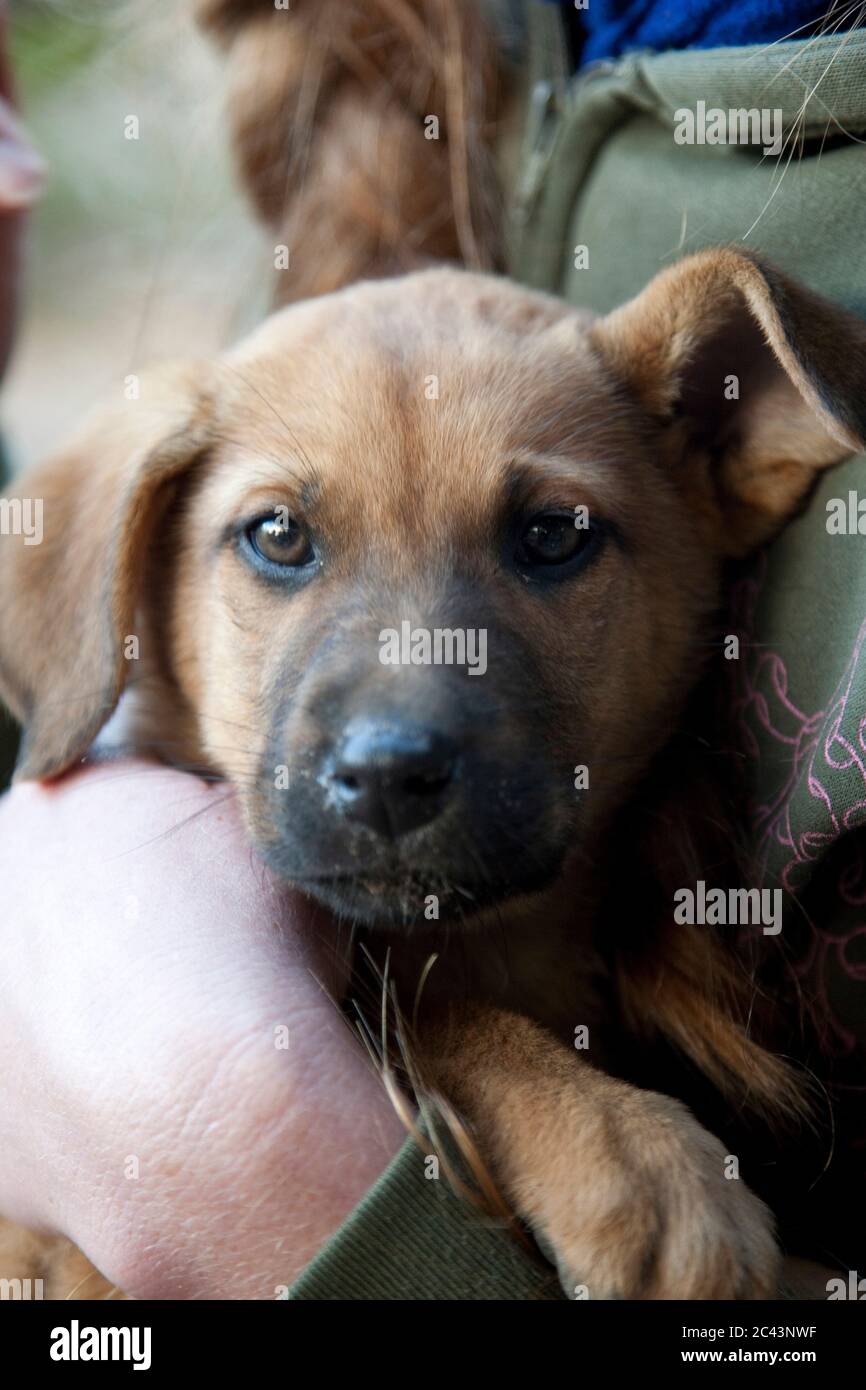 Brown dog puppy Stock Photo - Alamy
