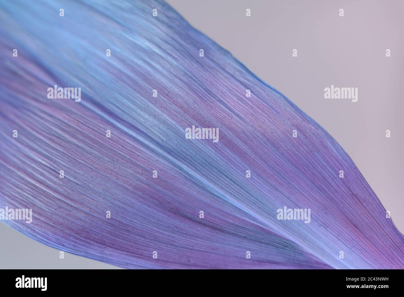 Close up Beautiful faded old leaf in neon light. Minimalism retro style ...