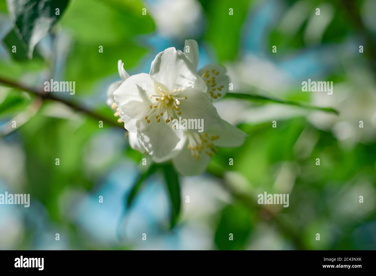 Detail of a jasmine flowers plant in the forest. Beautiful Background ...