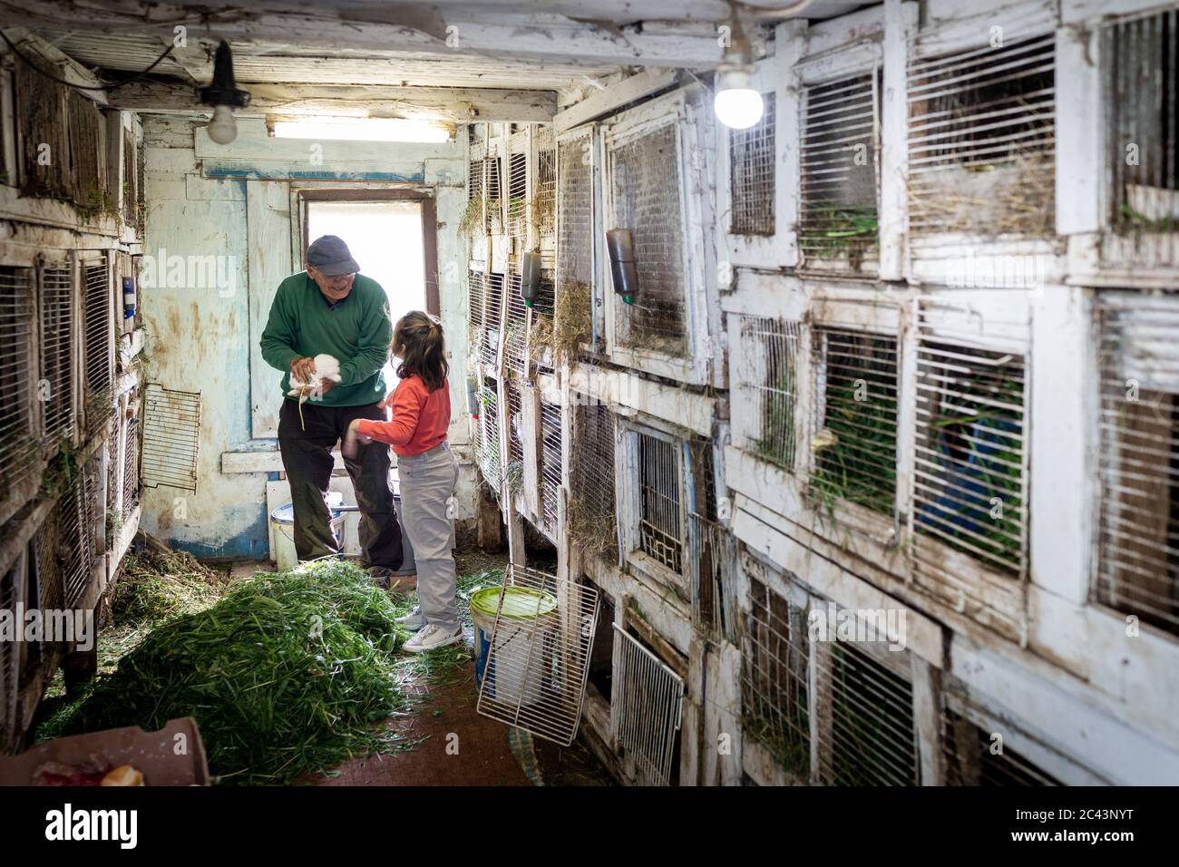 Taking care of rabbits on small farm Stock Photo - Alamy