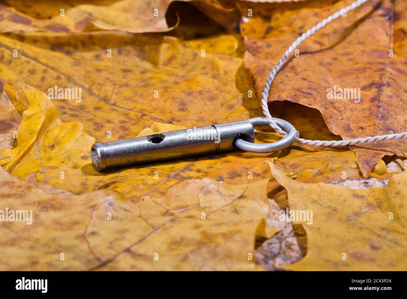 Closeup autumn leaves fallen hi-res stock photography and images - Alamy