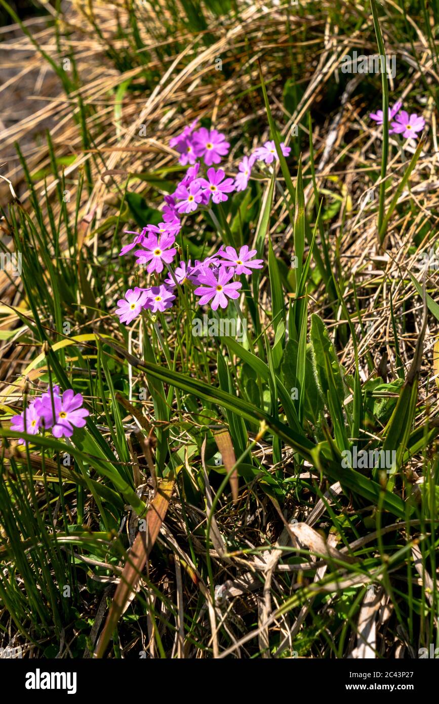 Flowers in the mountains, Bergblumen, Blumen, Wiesenblumen, Vorarlberg ...