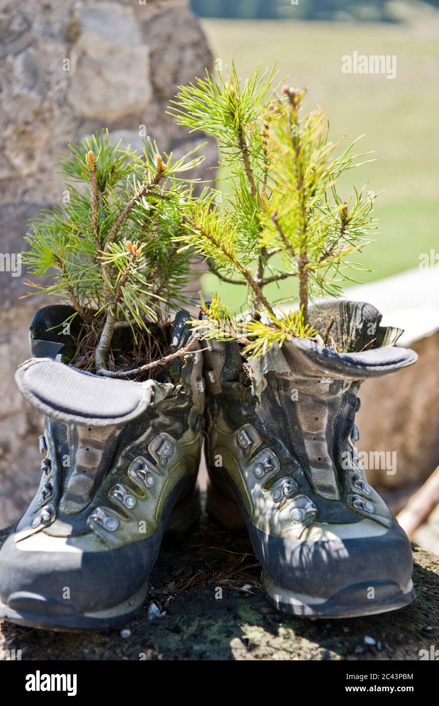 Branches grow from hiking boots Stock Photo - Alamy