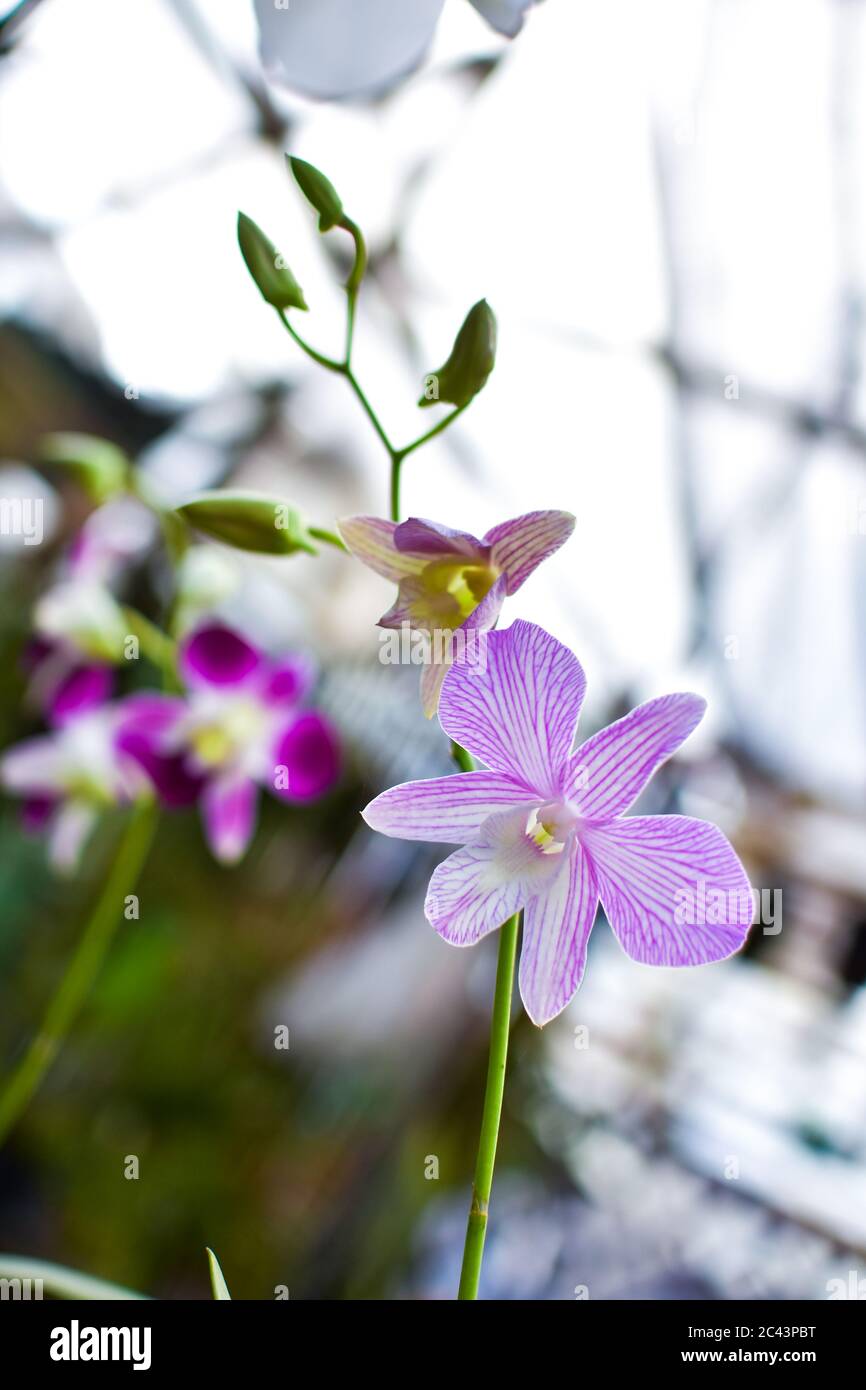 Beatiful moon orchid (phalaenopsis) with blurry background, HD Image ...