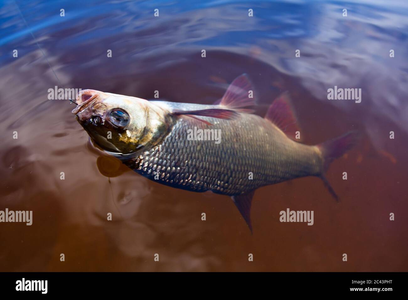 Ide fish hi-res stock photography and images - Alamy