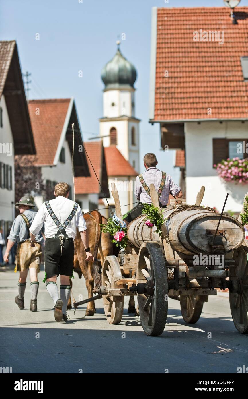 Ox race hi-res stock photography and images - Alamy