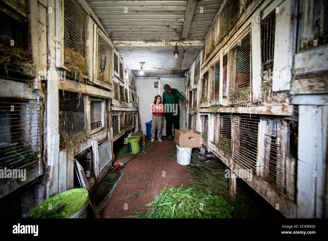 Taking care of rabbits on small farm Stock Photo - Alamy
