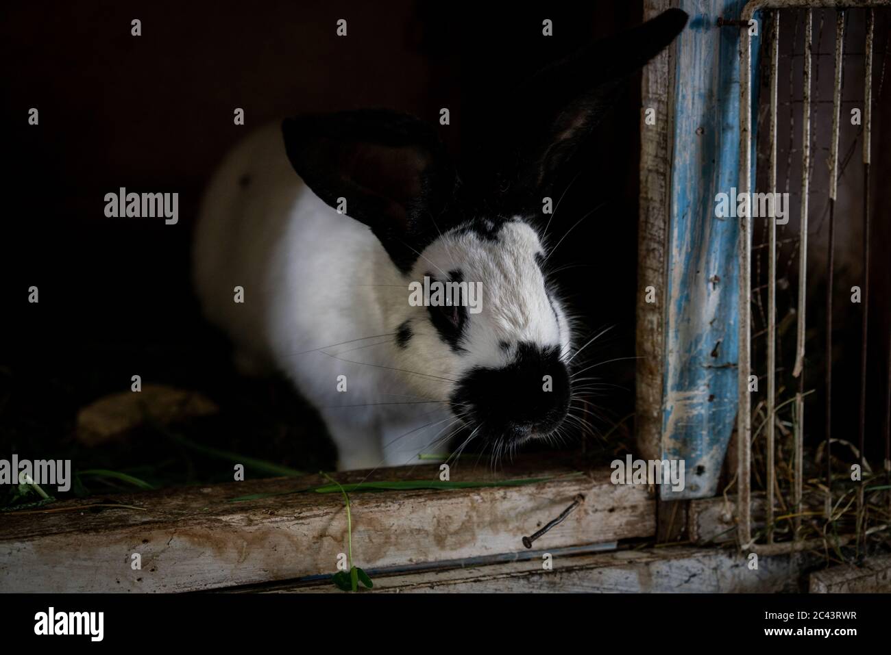 Rabbit livestock farm with animal cages Stock Photo - Alamy