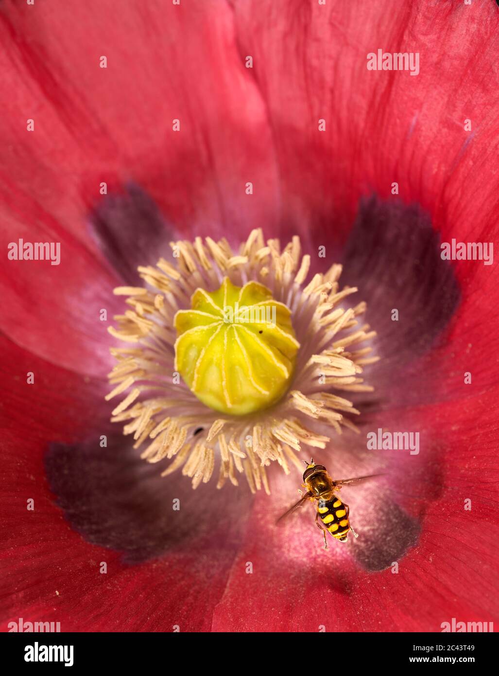 Young wasp pollinating at the heart of an opium poppy (papaver ...