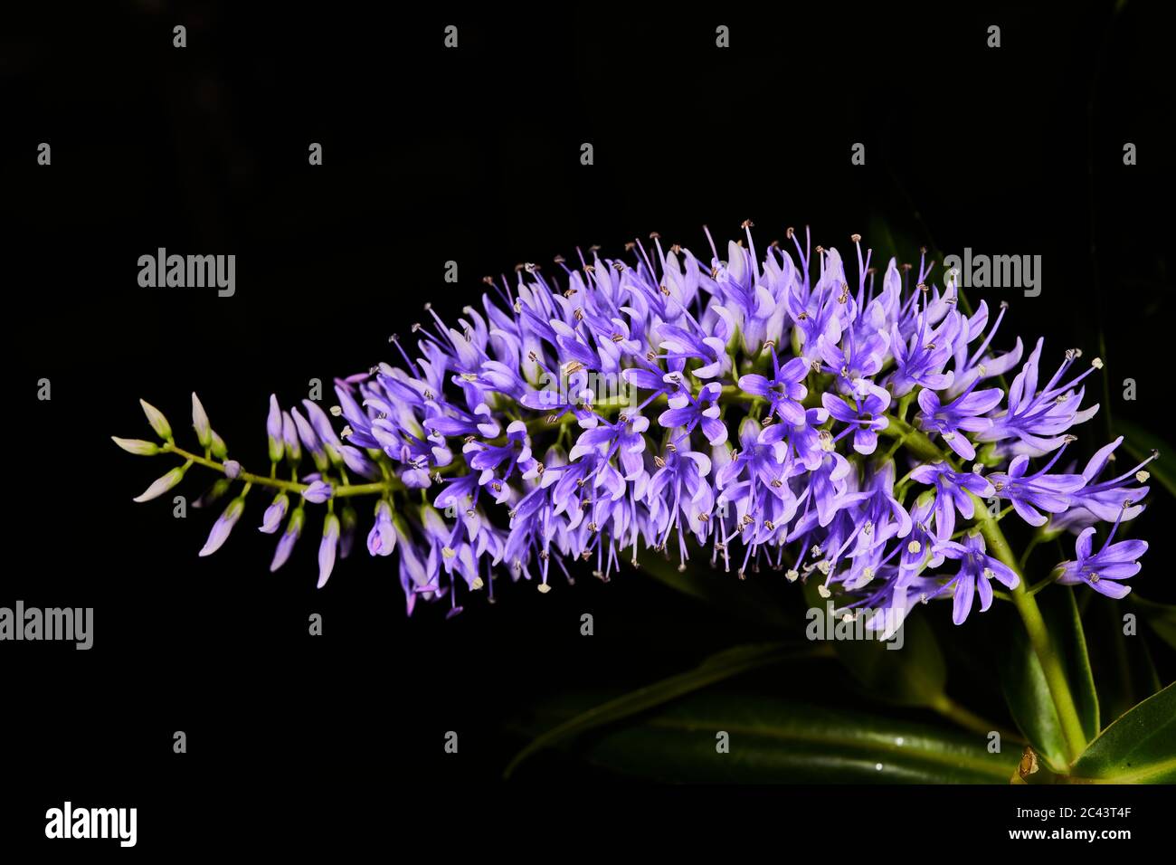 Cluster of violet flowers on the stalk of a Koromiko (veronica ...