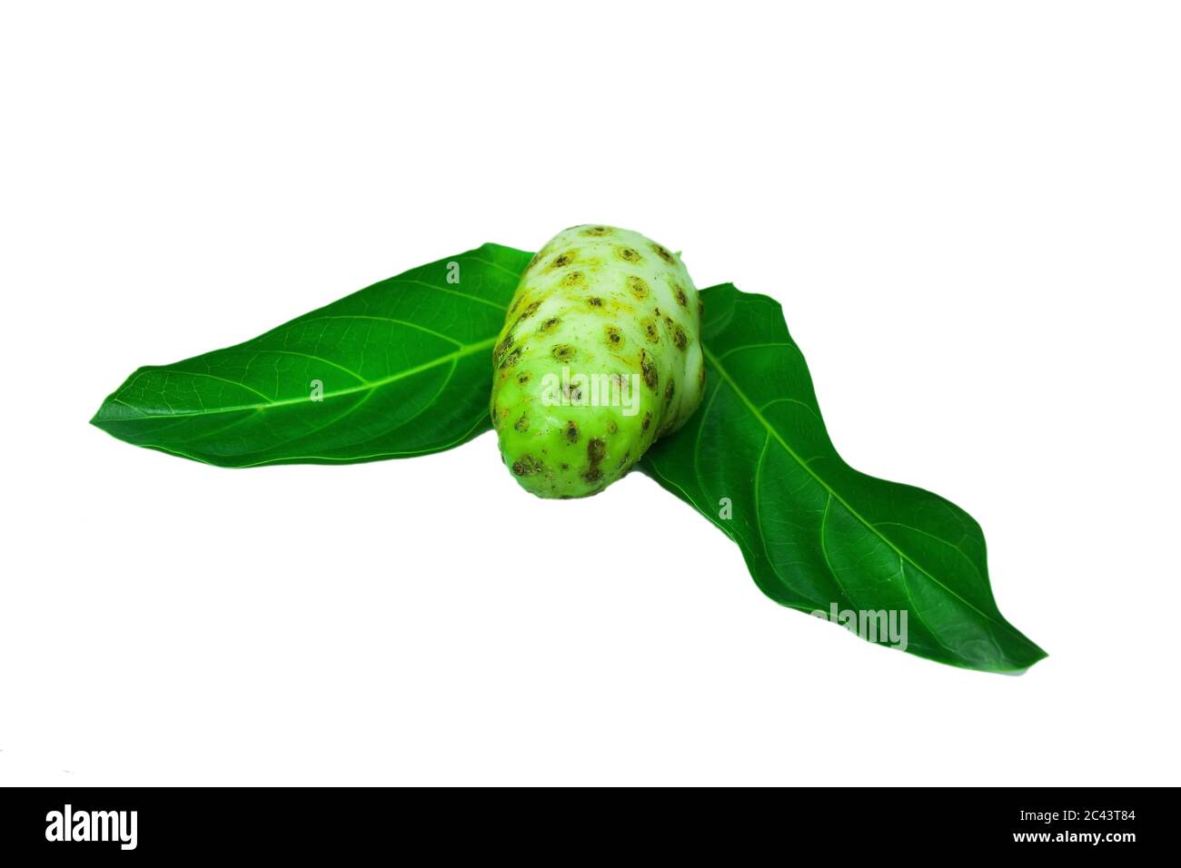 Noni isolated on white with clipping path Stock Photo - Alamy