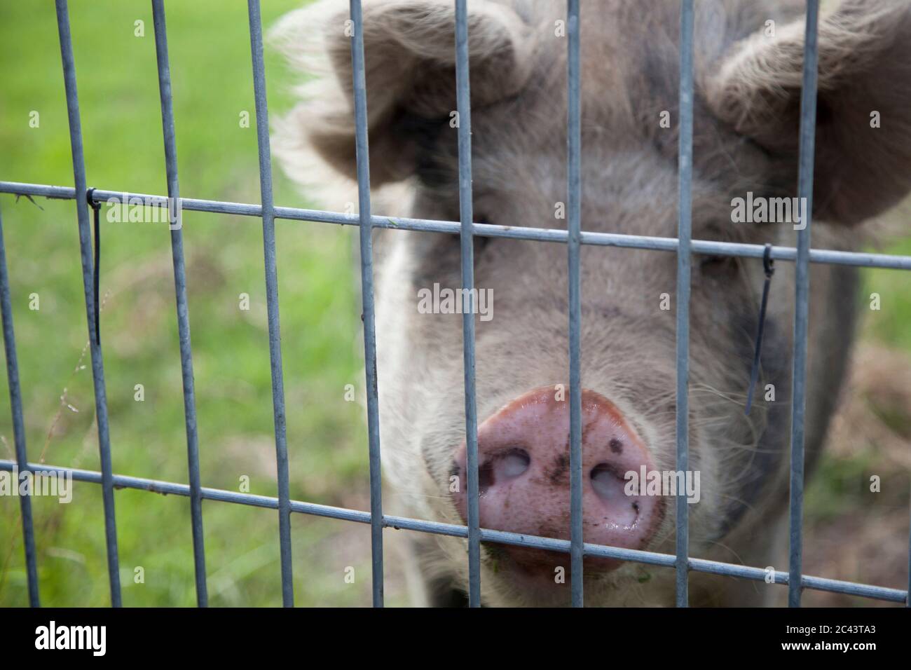 Pig Behind Fence High Resolution Stock Photography and Images - Alamy