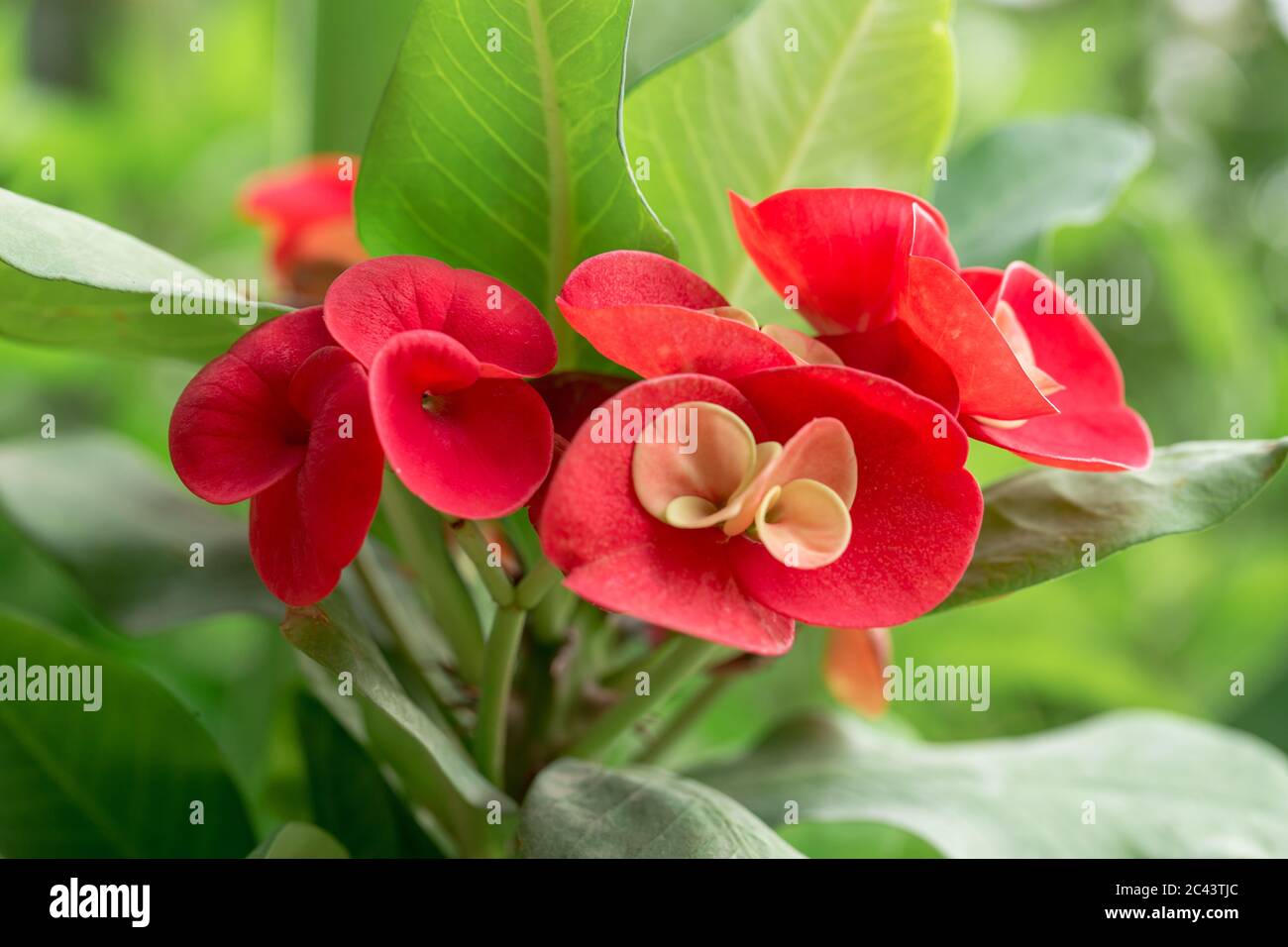 Red Poi Sian flowers blooming in the garden on the morning, euphorbia ...