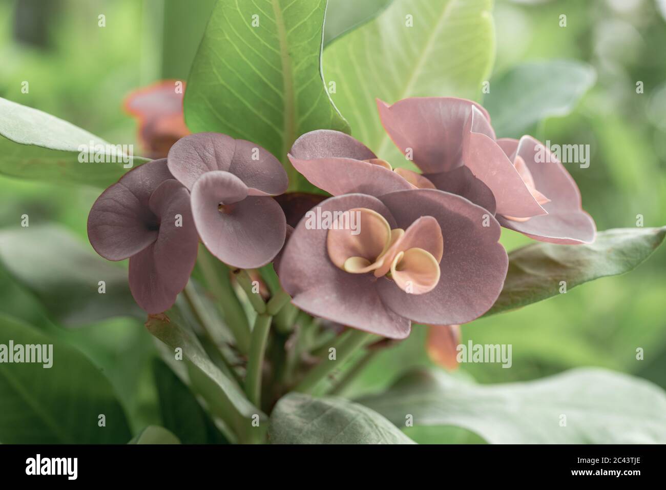 Purple Poi Sian flowers blooming in the garden on the morning ...
