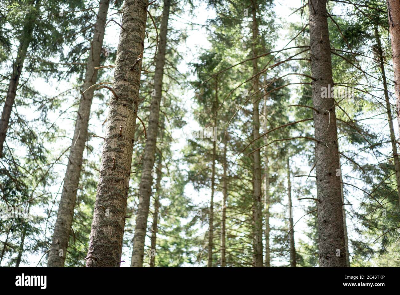 Forest trees background in nature Stock Photo - Alamy