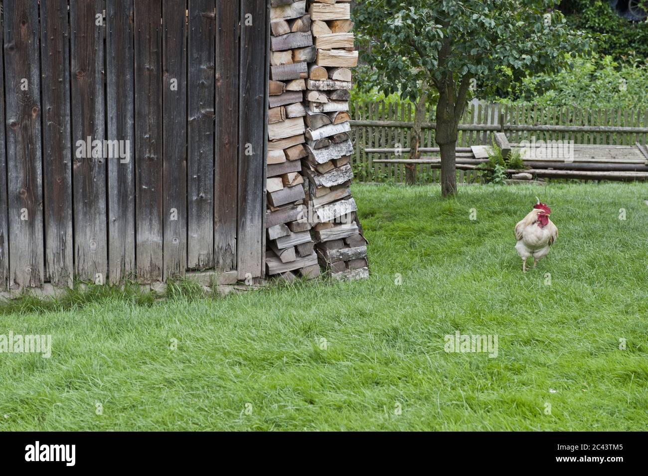 Poultry farm germany hi-res stock photography and images - Alamy
