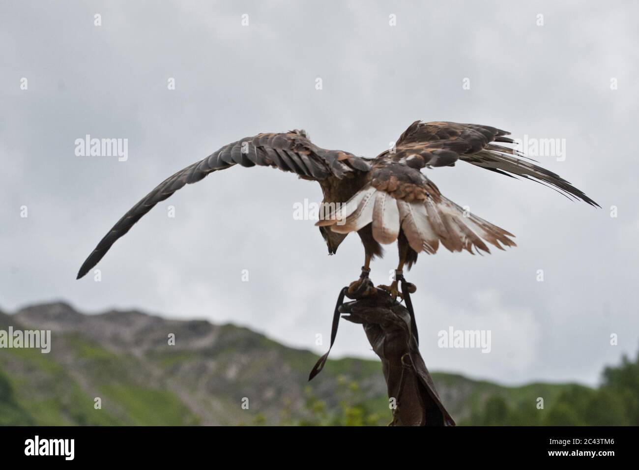Buzzard on a falconer's hand Stock Photo - Alamy