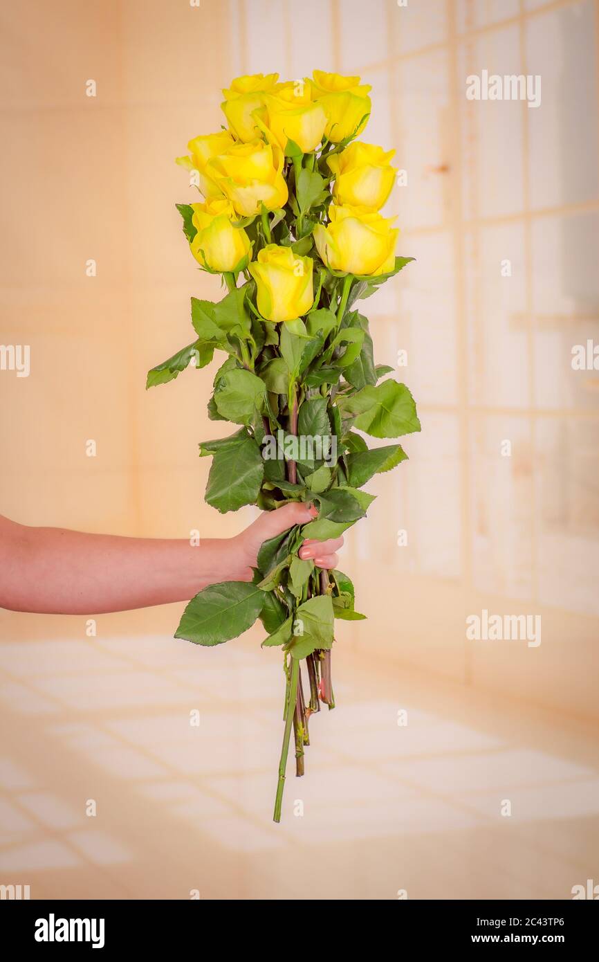 Women hand holding a bouquet of peach Stardust roses variety, studio ...