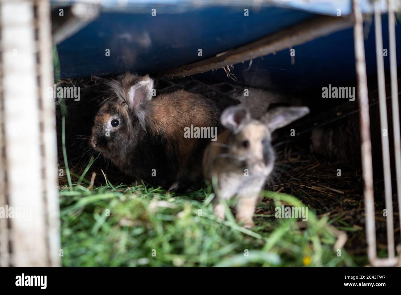 Rabbit livestock farm with animal cages Stock Photo - Alamy