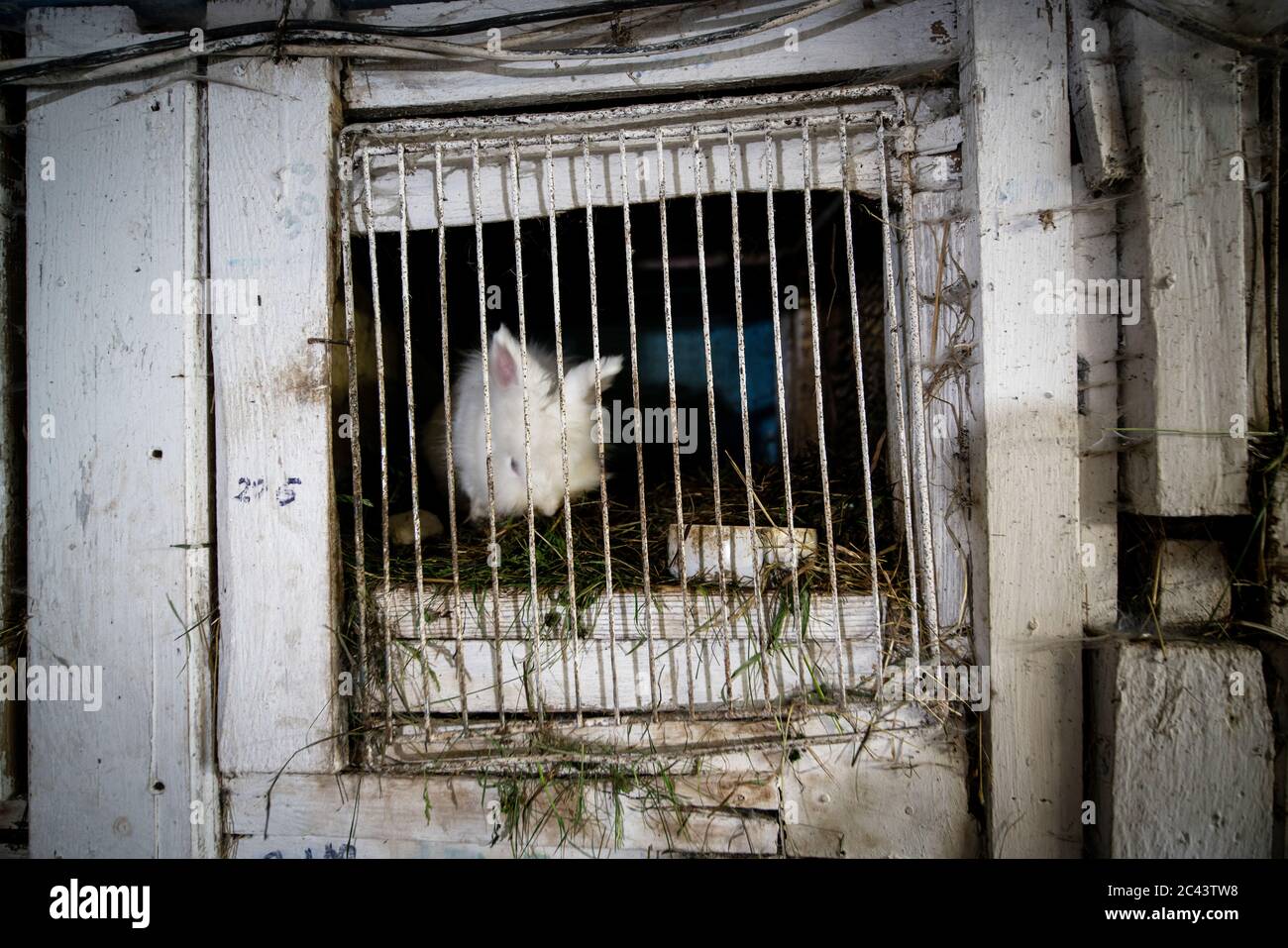 Rabbit livestock farm with animal cages Stock Photo - Alamy