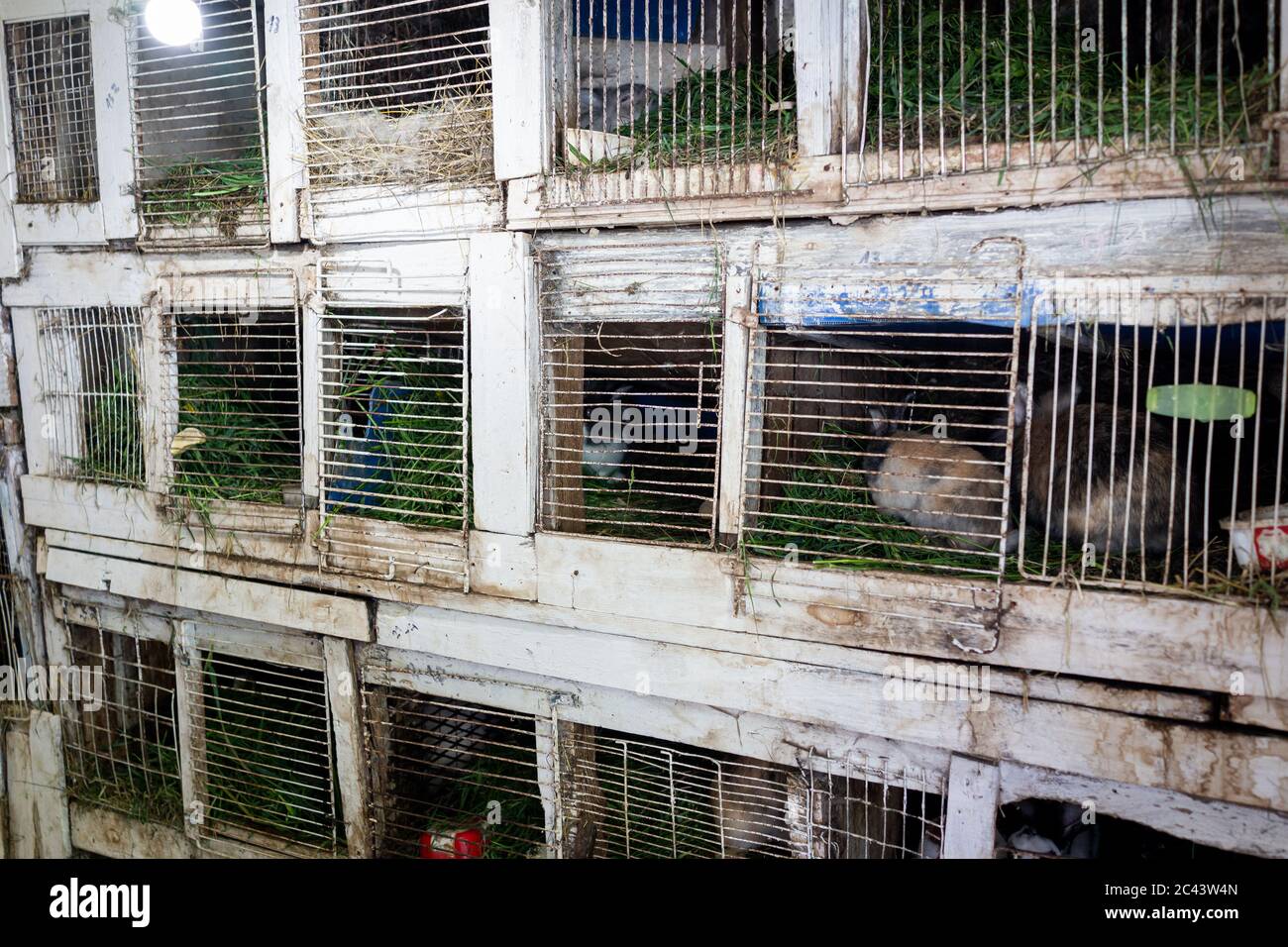 Rabbit cage hi-res stock photography and images - Alamy