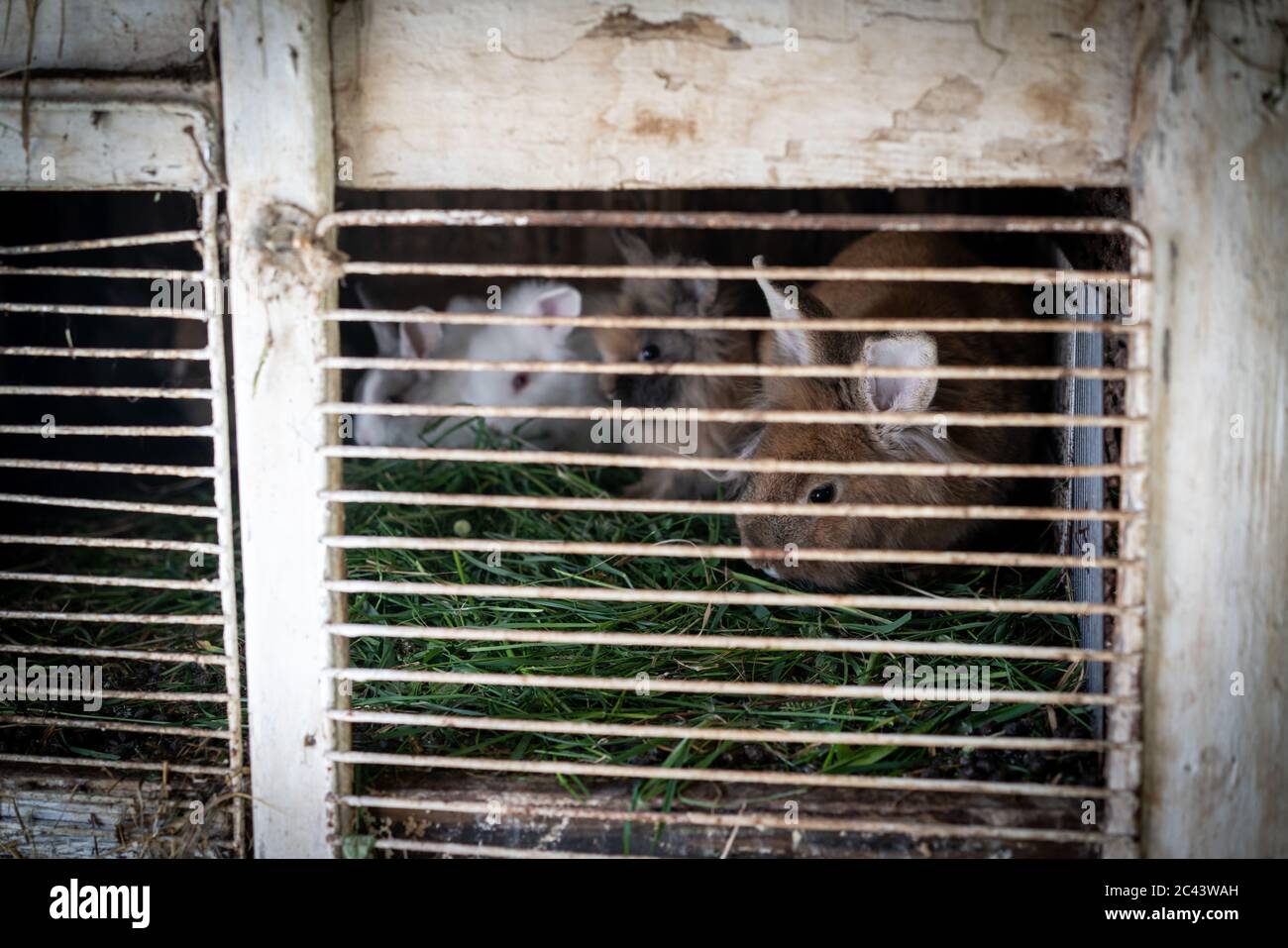 Rabbit livestock farm with animal cages Stock Photo - Alamy