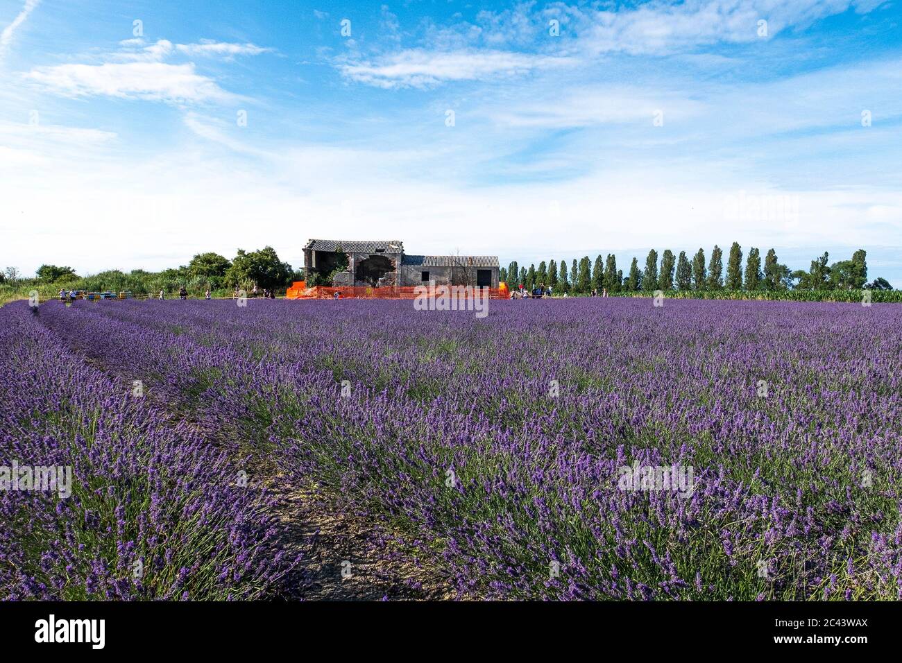 Flowering lavender field in June Stock Photo - Alamy