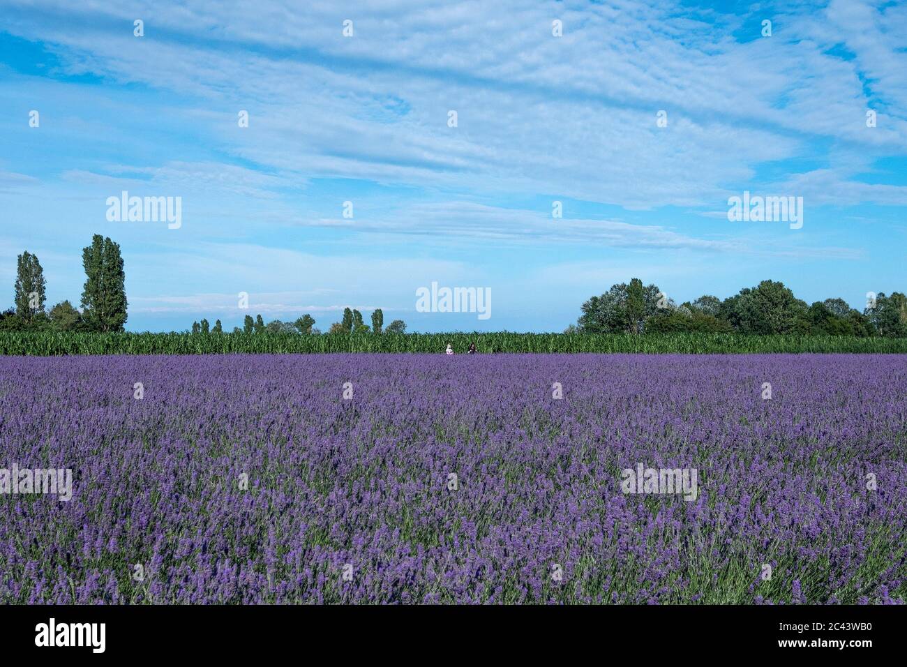 Flowering lavender field in June Stock Photo - Alamy