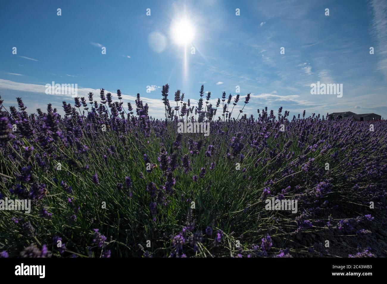 June flowering lavender hi-res stock photography and images - Alamy