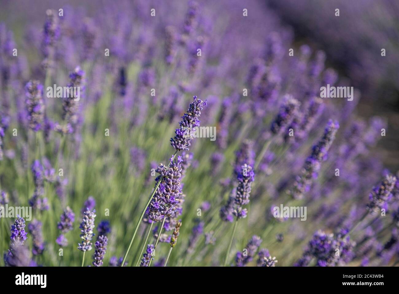 Flowering lavender field in June Stock Photo - Alamy